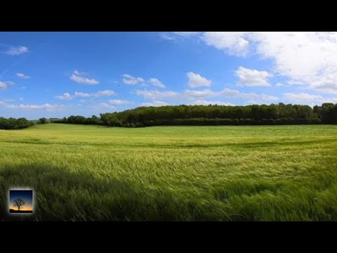 Calming Winds Blowing through a Grassy Field Ambience | 8 Hours