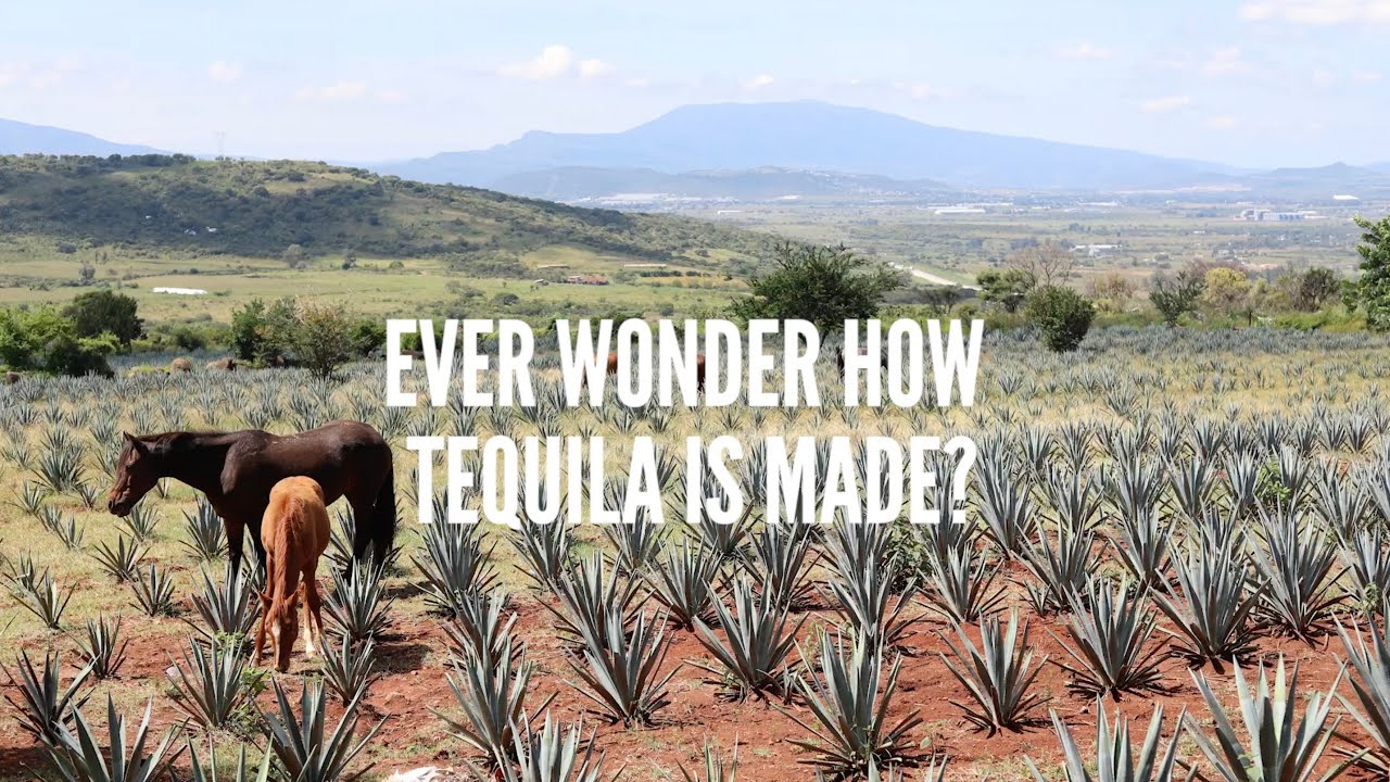 Ever wonder how tequila is made? - YouTube