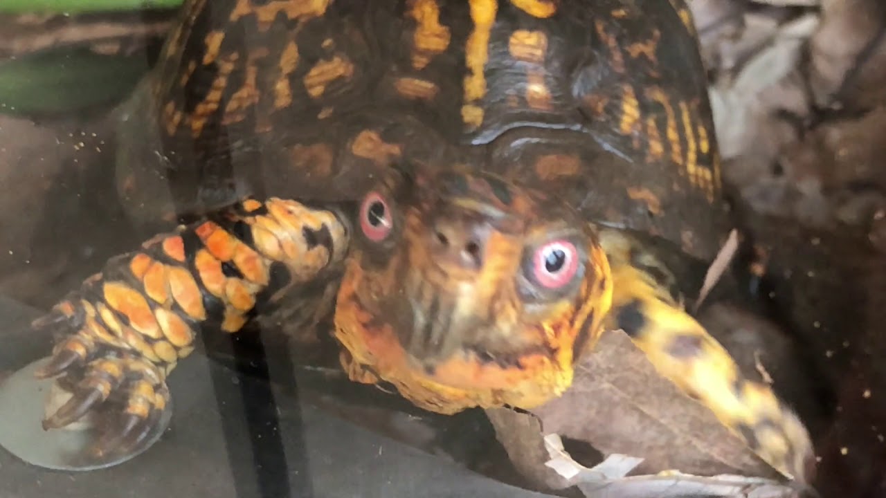 For the Love of a Turtle- Sparky- part 5 - YouTube