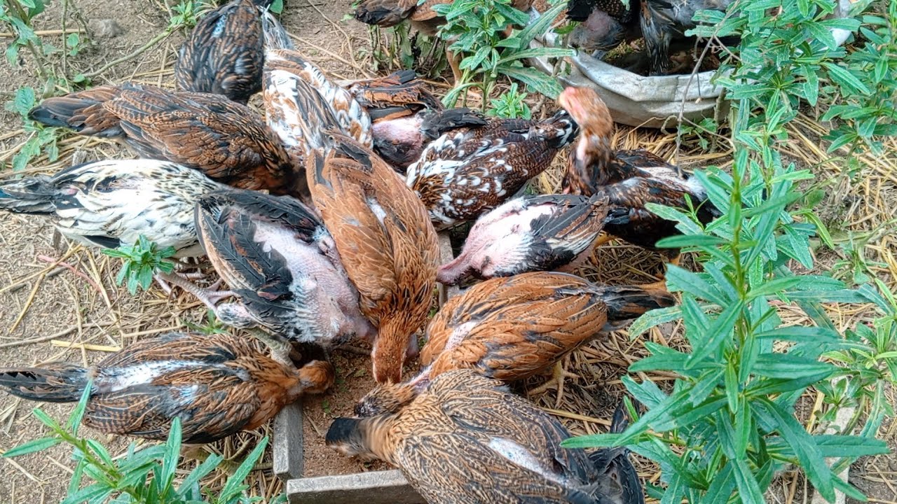 Raising chickens in a rural and family style chicken eat rice food and ...