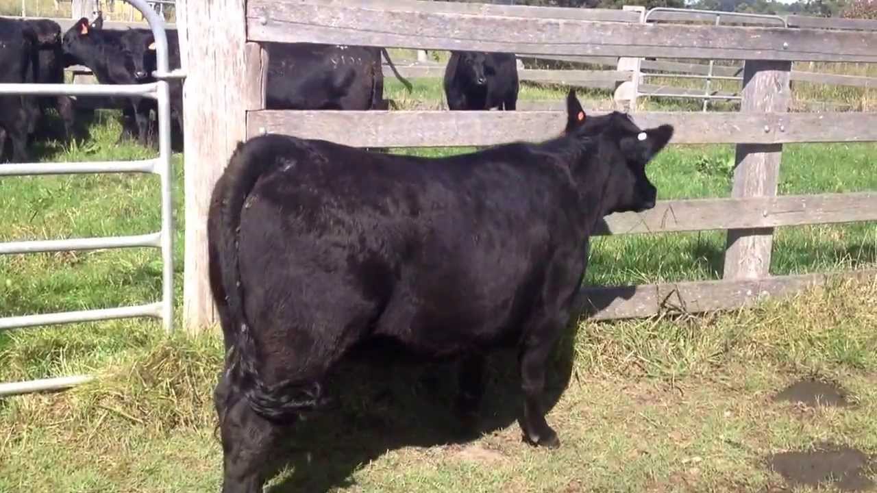 Paspalum staggers 2 - YouTube