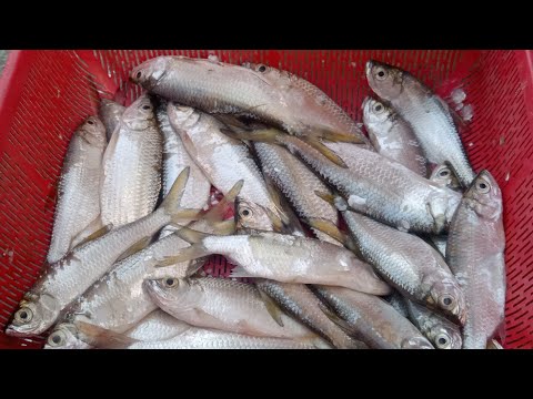 ikan bulan bulan masak kunyit ‼️ - YouTube