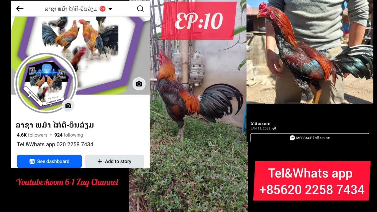 Tswv yim Thiaj qaib tu ntau /ວິທີປຽບທຽບໄກ່ມັດຈໍາ - YouTube