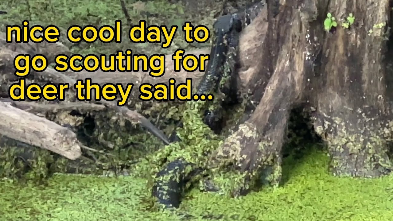 Trail Camera set, Hogs, Deer, Almost Snake Bit! - YouTube