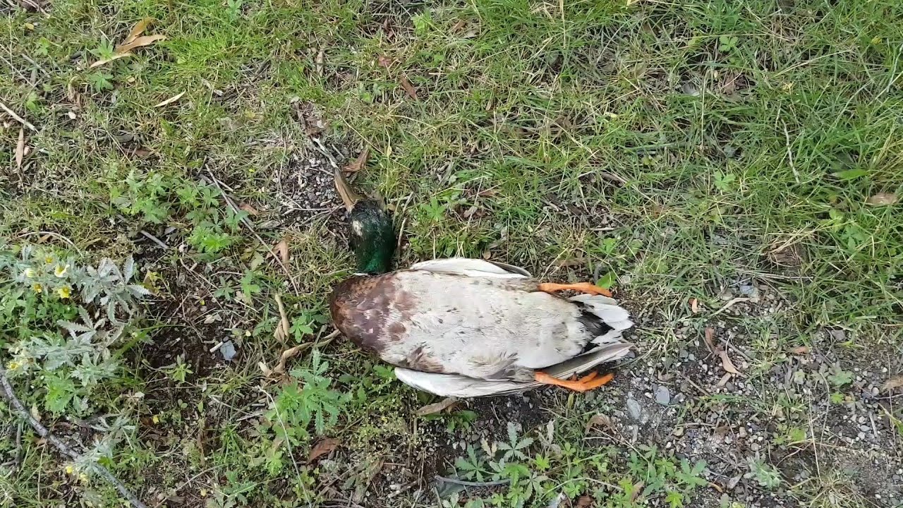 FOUND DEAD DUCK - Crazy Biking Fishing Adventure - YouTube