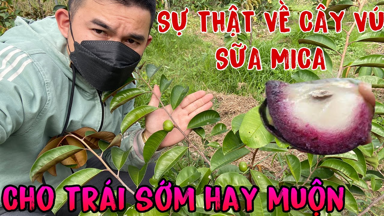 🔴SỰ THẬT VỀ GIỐNG VÚ SỮA MICA CHO TRÁI SỚM VÚ SỮA MIKA CHO TRÁI SAU 6 7 ...