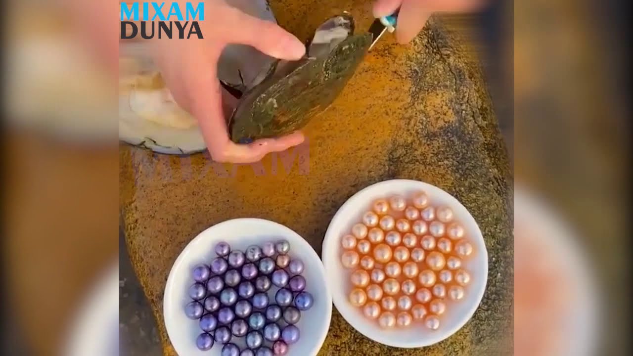 See A Pearl Farm in China | natural sea oyster shell | moti | - YouTube