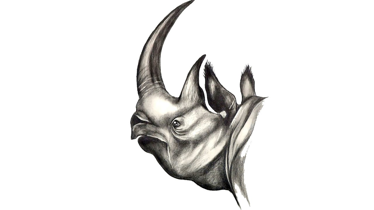 Rhino Head Drawing
