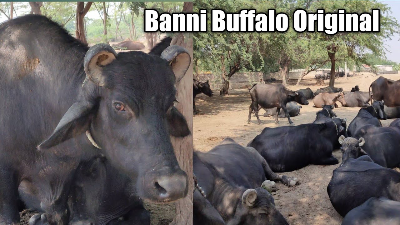 Original Banni Buffalo कच्छ गुजरात Pyor Banni - YouTube