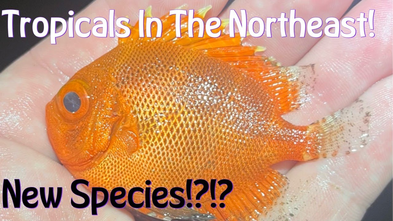Saltwater Micro-Fishing For TROPICAL Fish Species In The Northeast ...