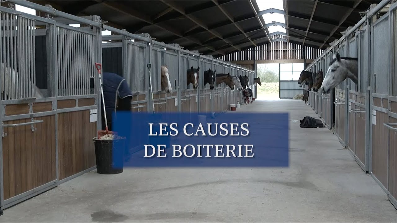 Minute Santé Boehringer - Les causes de boiteries - YouTube