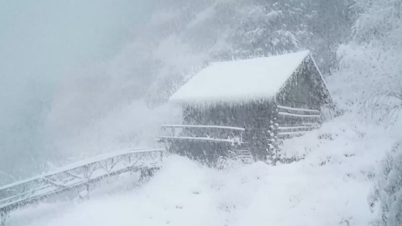 Heavy Blizzard Storm in a Freezing Forest┇Blasting Snowstorm & Strong ...