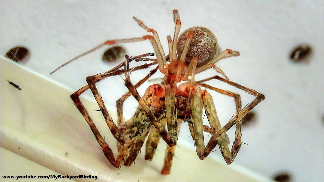 Little Spider Eats Big Spider - YouTube