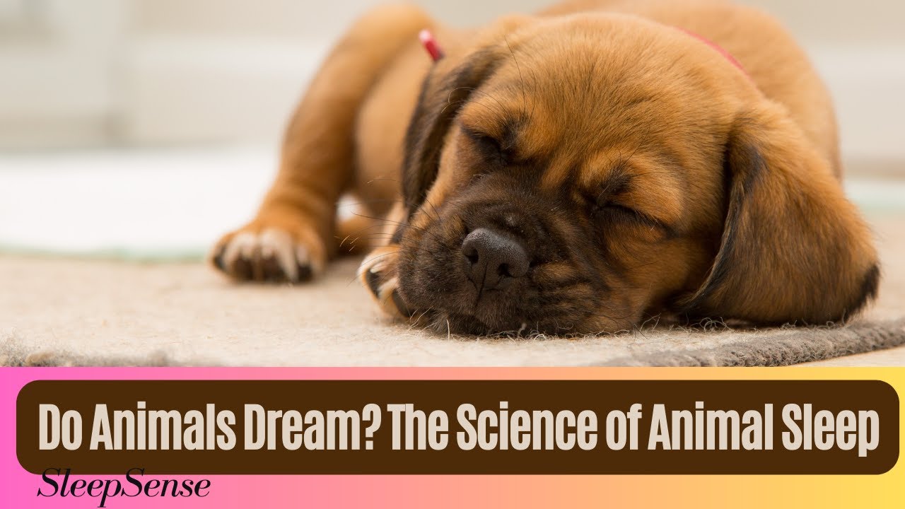 Do Animals Dream? Unlocking the Secrets of Animal Sleep - YouTube