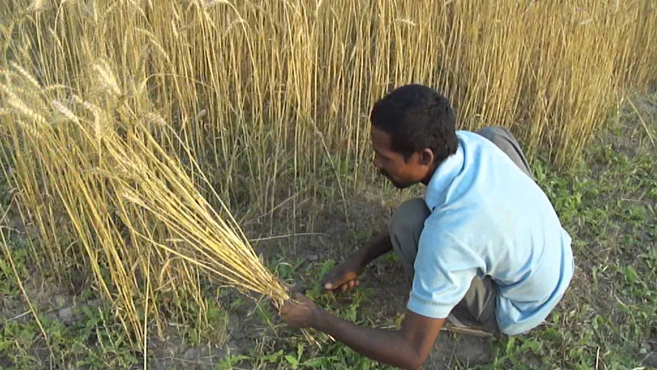 HOW TO CUT WHEAT-INTRESTING... - YouTube