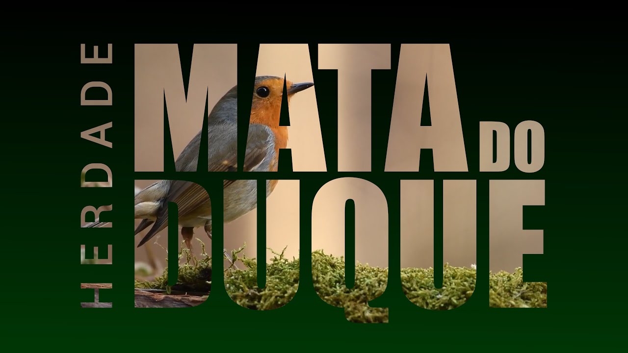 Lote com projeto de moradia - Herdade da Mata do Duque - YouTube