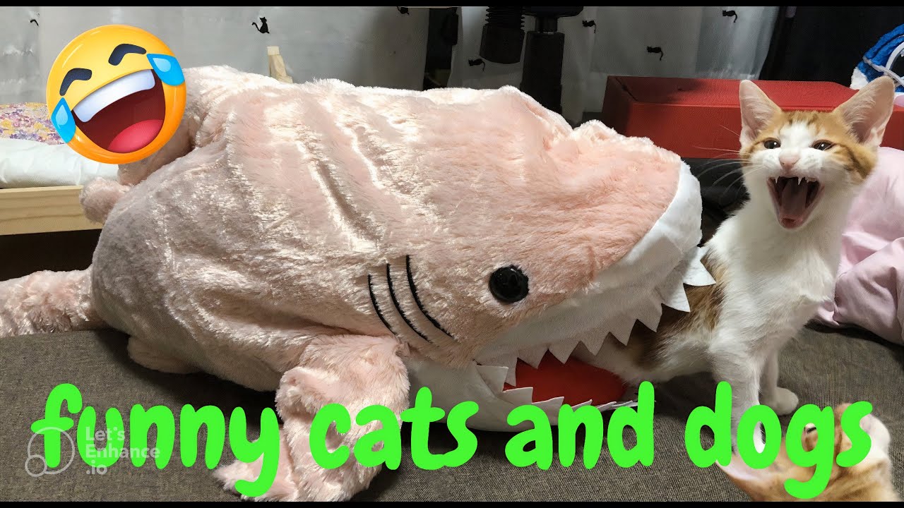 The funniest cat and dog comedy videos in the world The coolest cat and ...
