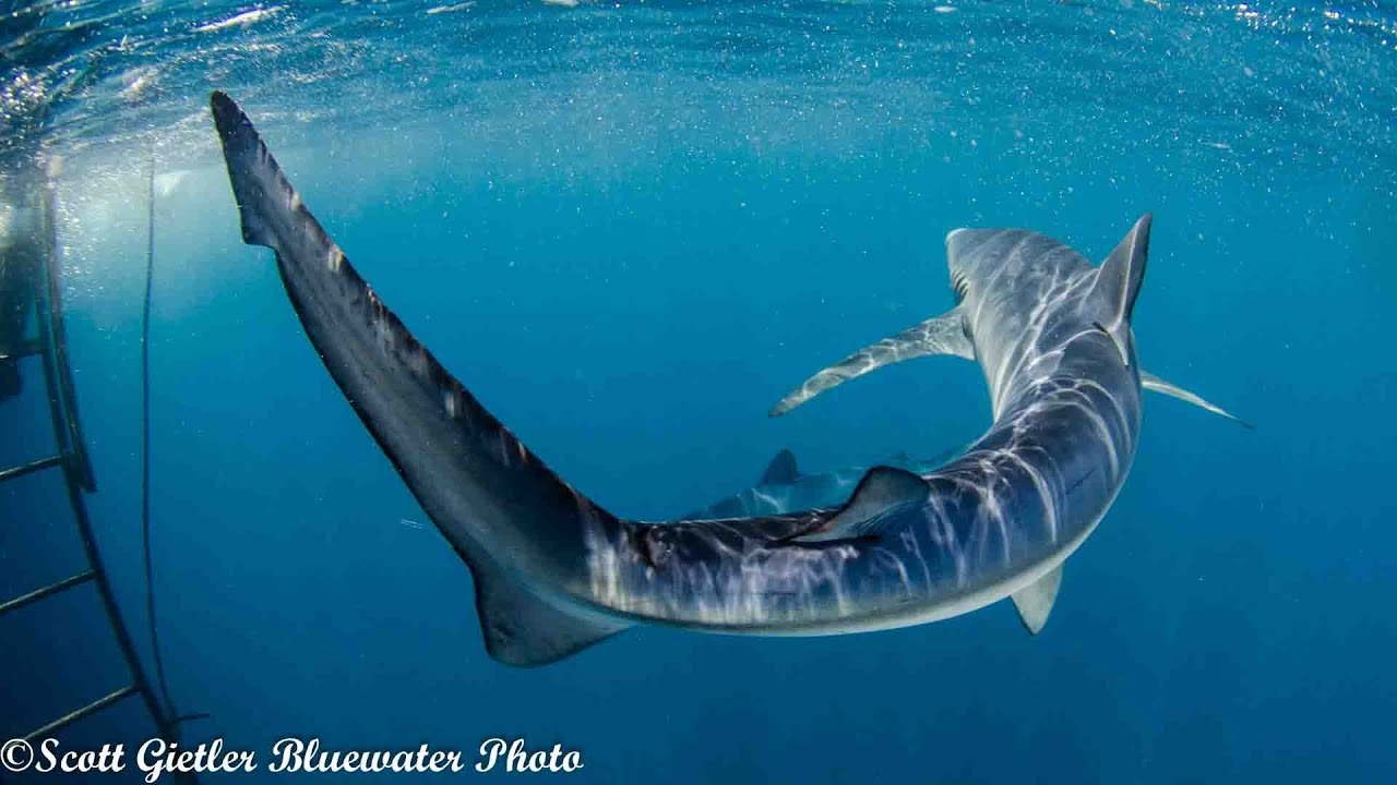 Swimming with Blue sharks and Mako sharks - YouTube