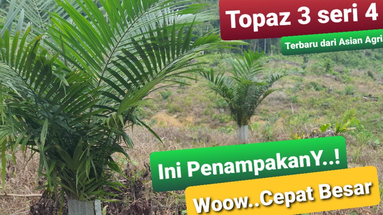 DxP TOPAZ 3 SERI 4 UMUR 6 BULAN TANAM | Potensi produksi 40,3 ton/ha/th ...