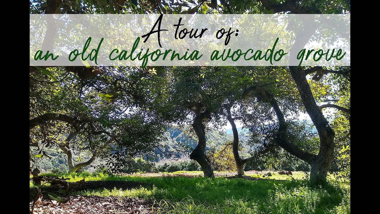 Old California avocado grove tour - YouTube