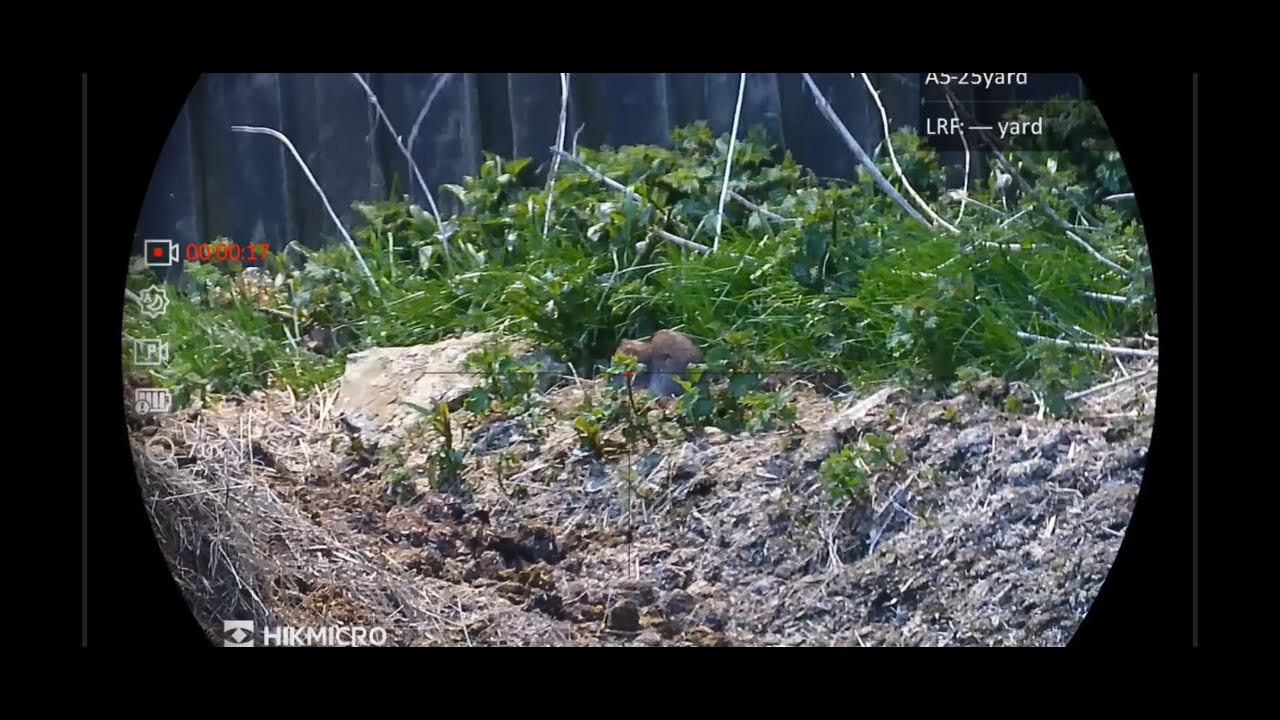 Farm Yard Rat Shoot Out Alpex 4K Wolverine R 177 12ftlb. - YouTube
