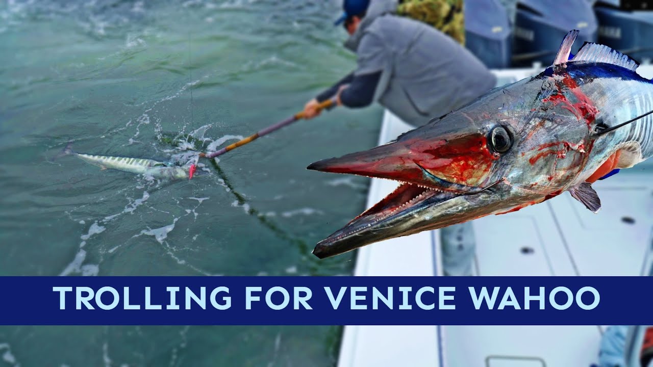 The Wahoo Bite is ALWAYS on at Venice! - YouTube