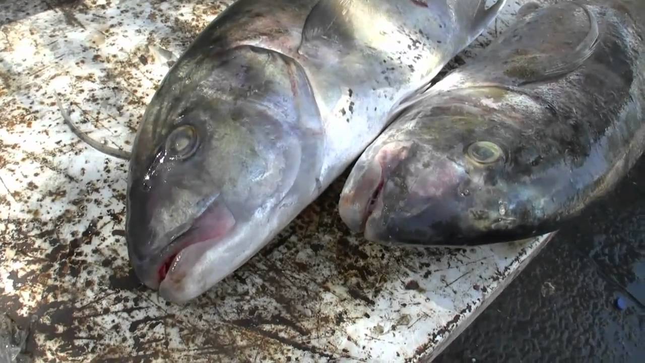 Fish Market - Mina - Hurghada - New Marina - YouTube
