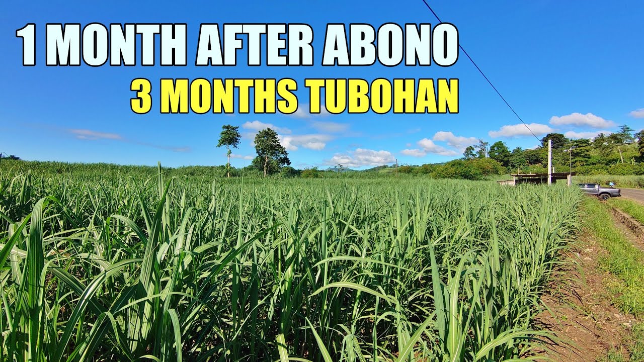 TUBOHAN 1 MONTH AFTER ABONO/FERTILIZER (3 months Old Sugarcane) # ...