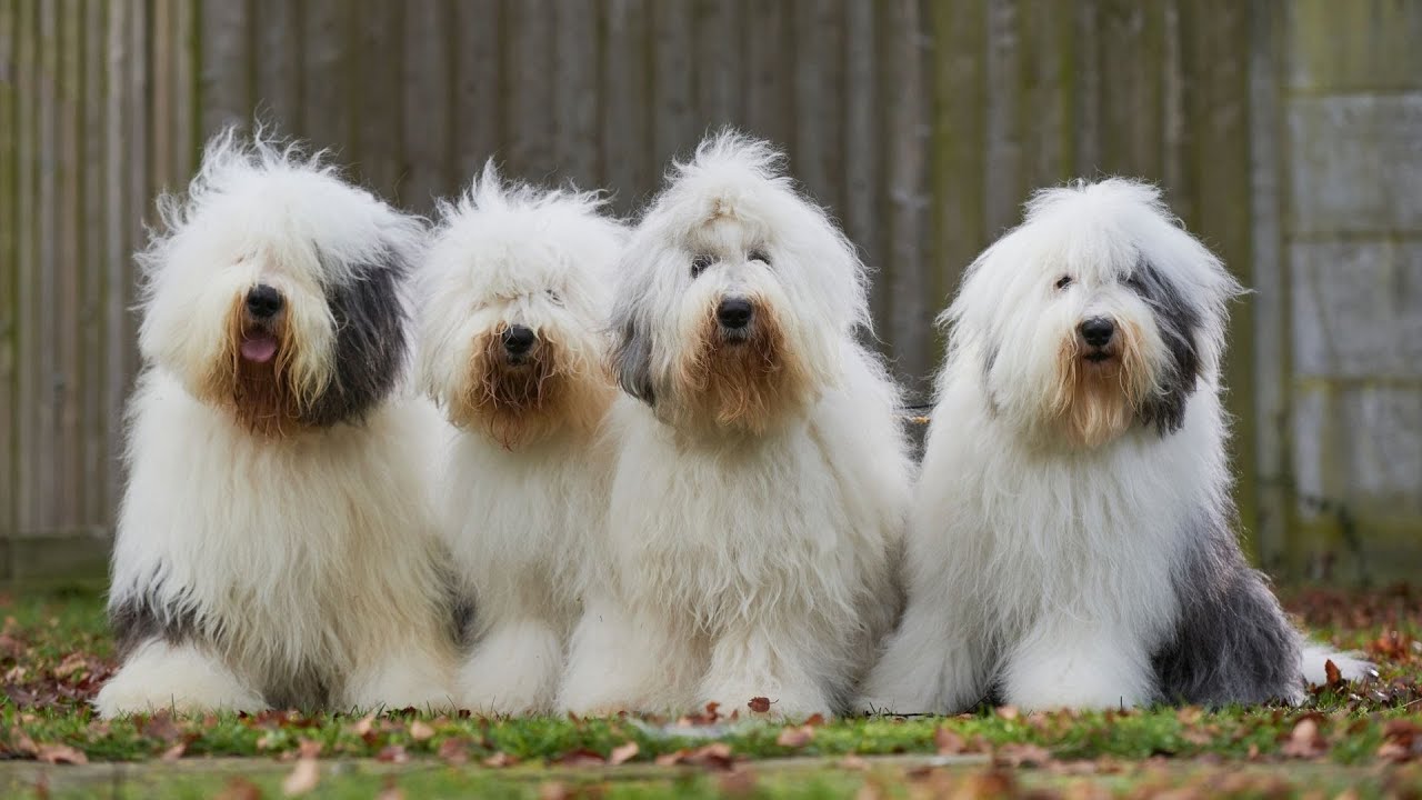 Grooming an Old English Sheepdog: Essential Tips and Guidelines - YouTube