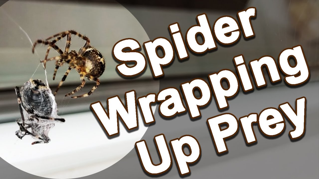 Spider Wrapping Prey in Web - YouTube