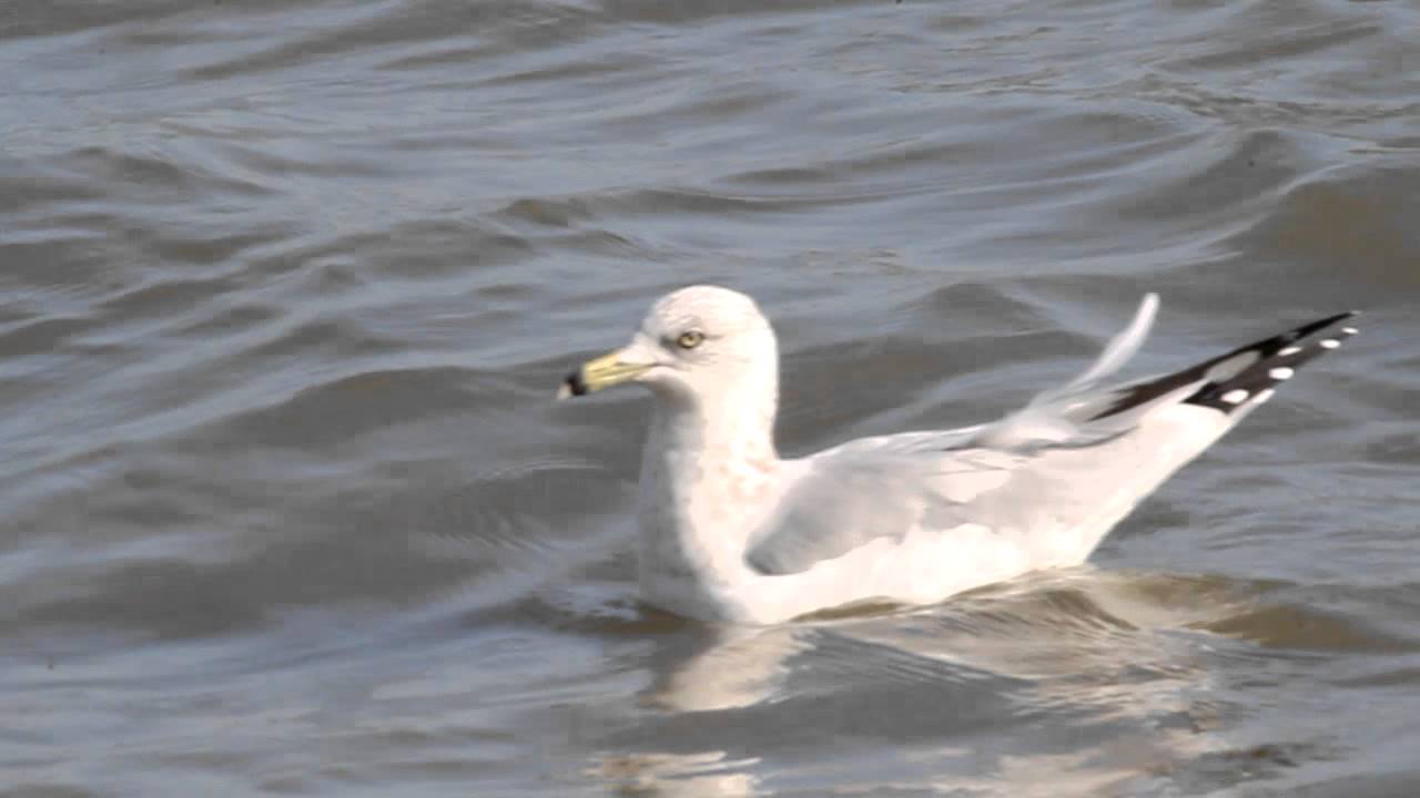 Seagull riding waves - YouTube