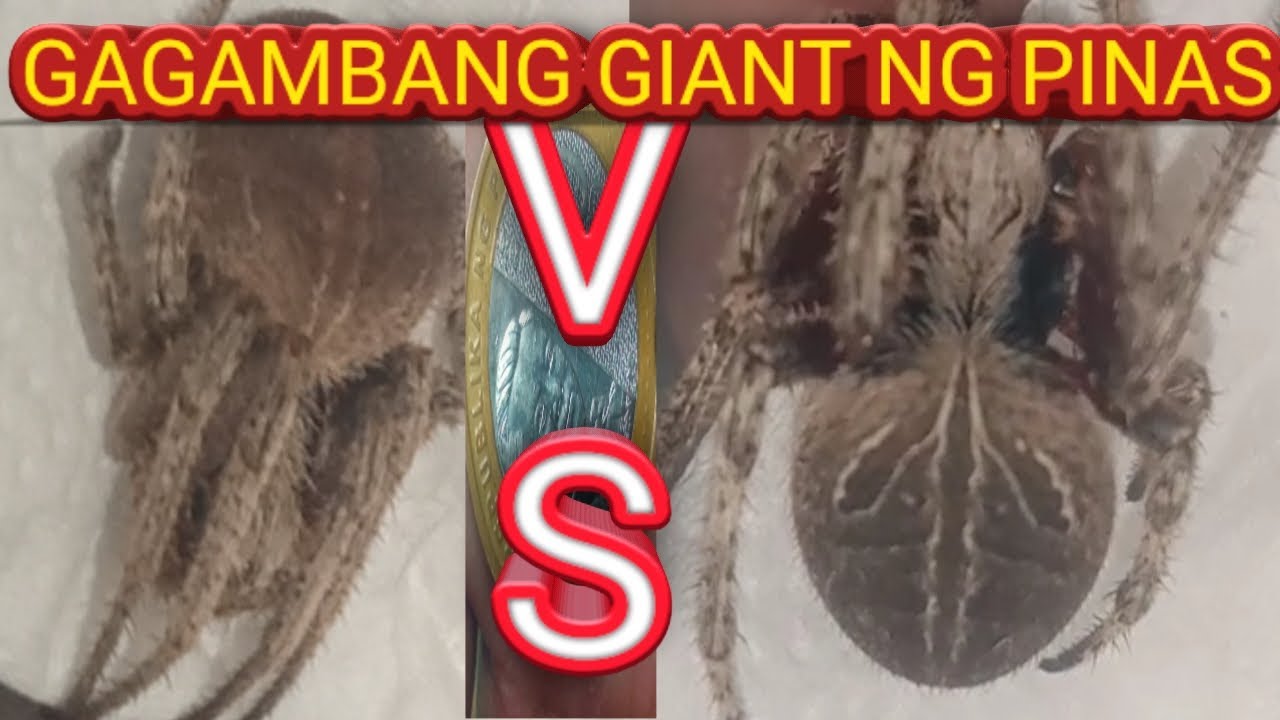 Super samon VS Super samon/Gagambang giant ng pilipinas/Spider fight ...