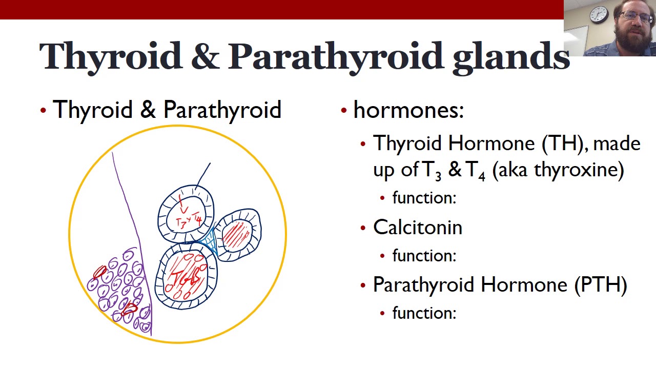Endocrine Glands & Hormones pt. B: Thyroid & Parathyroid - YouTube