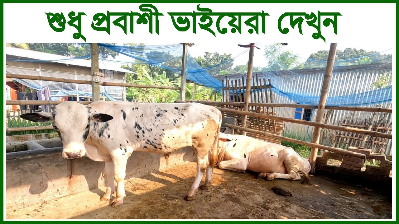 পরকিয়া বন্ধ করতে গরুর ভূমিকা | Krishi o Krishok || - YouTube