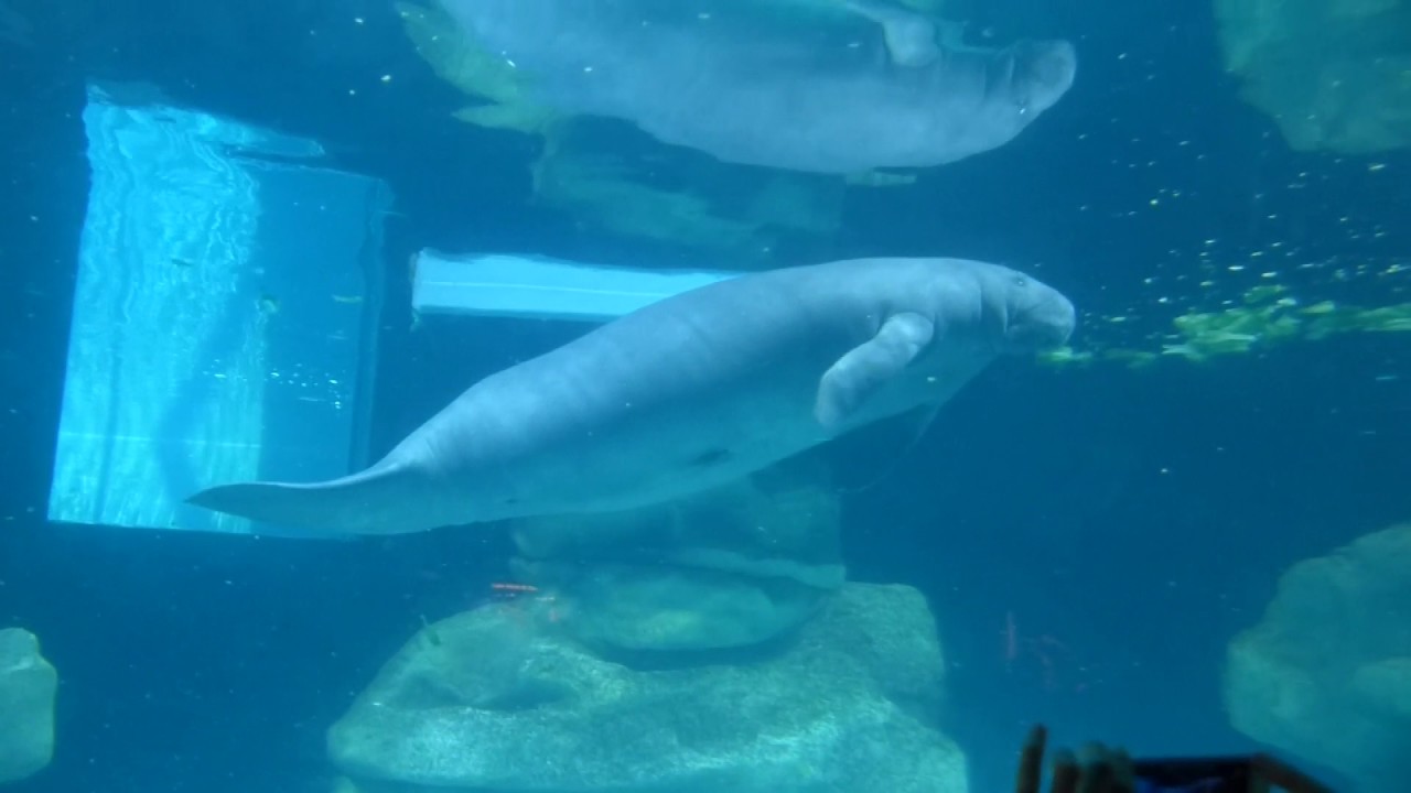 Walt Disney World - EPCOT - Manatees at the Seas with Nemo & Friends HD ...