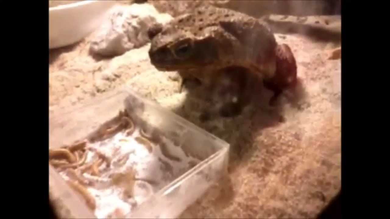Cane Toad/Bufo marinus eat mealworm - YouTube