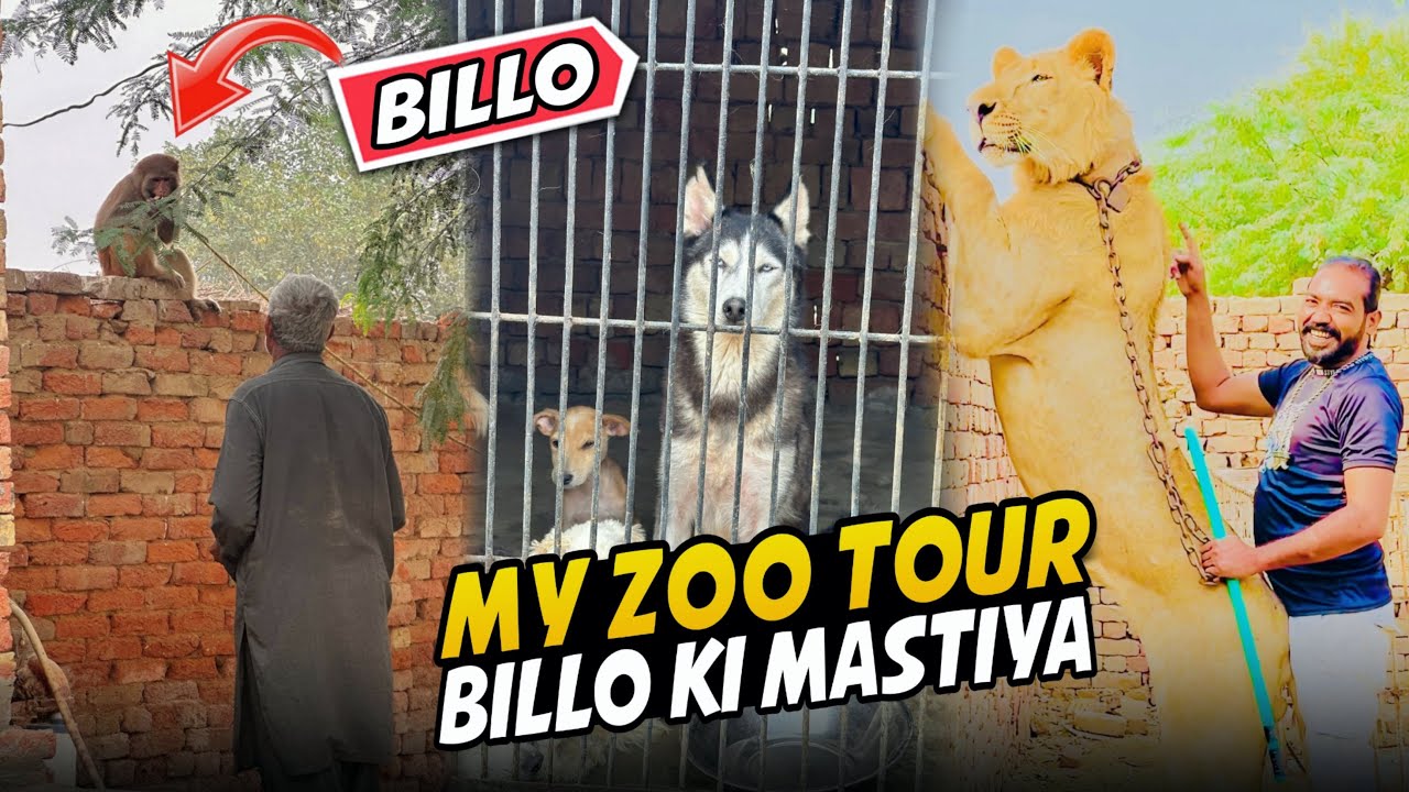 A Day with Billo the Monkey & My Wild Animal Crew | Asif Sheo Wala ...