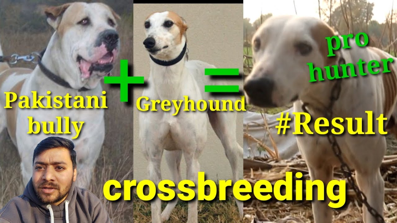 mix crossbreed of Pakistani bully and Greyhound dog | crossbreeding ...
