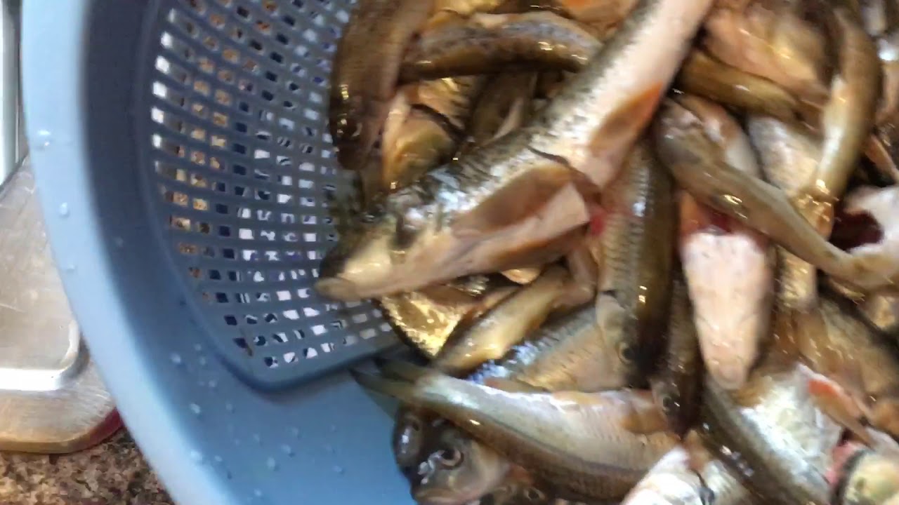 Best fishing buduna cooking America - YouTube