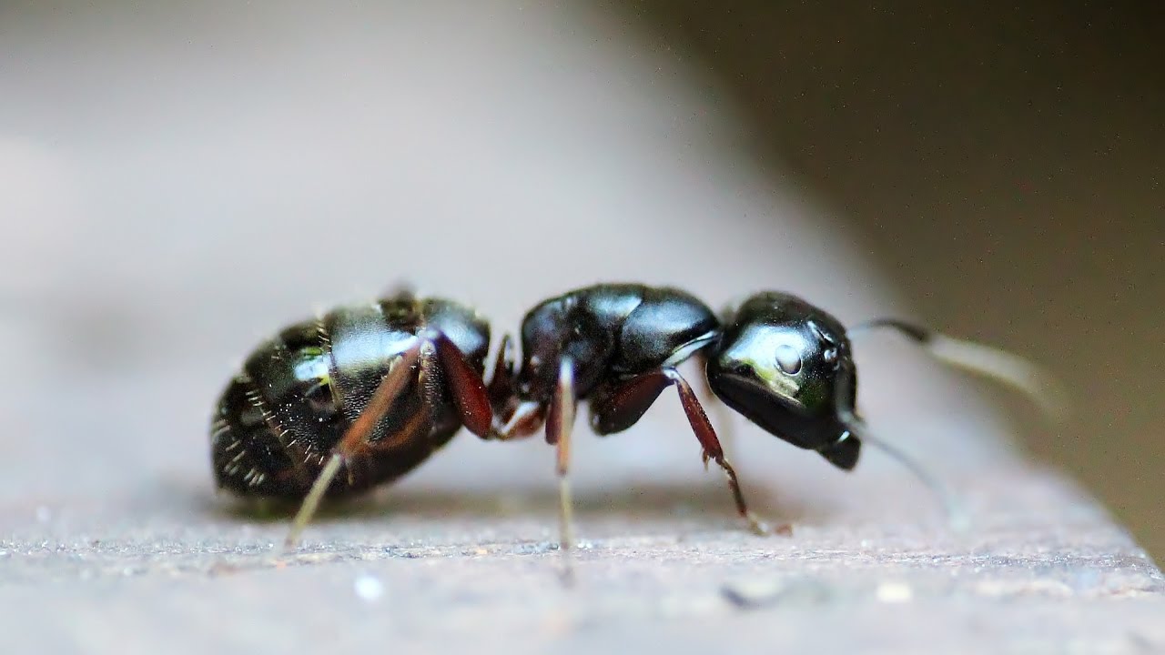 Explore the world of the ANT - a fascinating and highly social insect ...