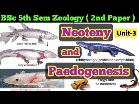 Neoteny and Paedogenesis/BSc 5th Semester Zoology 2nd Paper/Unit 3 ...