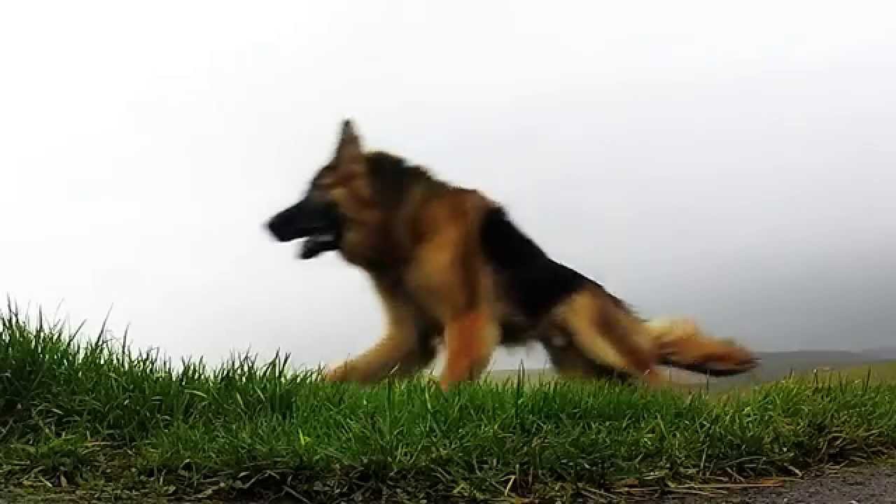 German Shepherd Slow Motion Playing - GoPro Hero3+ shot at 720p 120fps ...