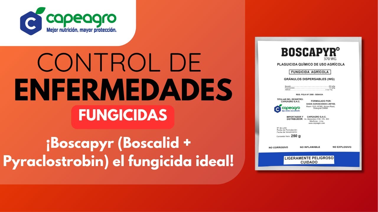 ¡Boscapyr (Boscalid + Pyraclostrobin) el fungicida ideal! - YouTube
