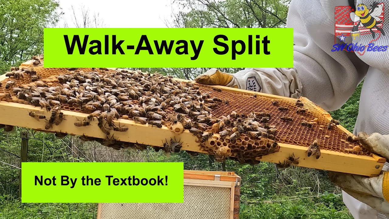 Walk-Away Split... but Far from Textbook! - YouTube