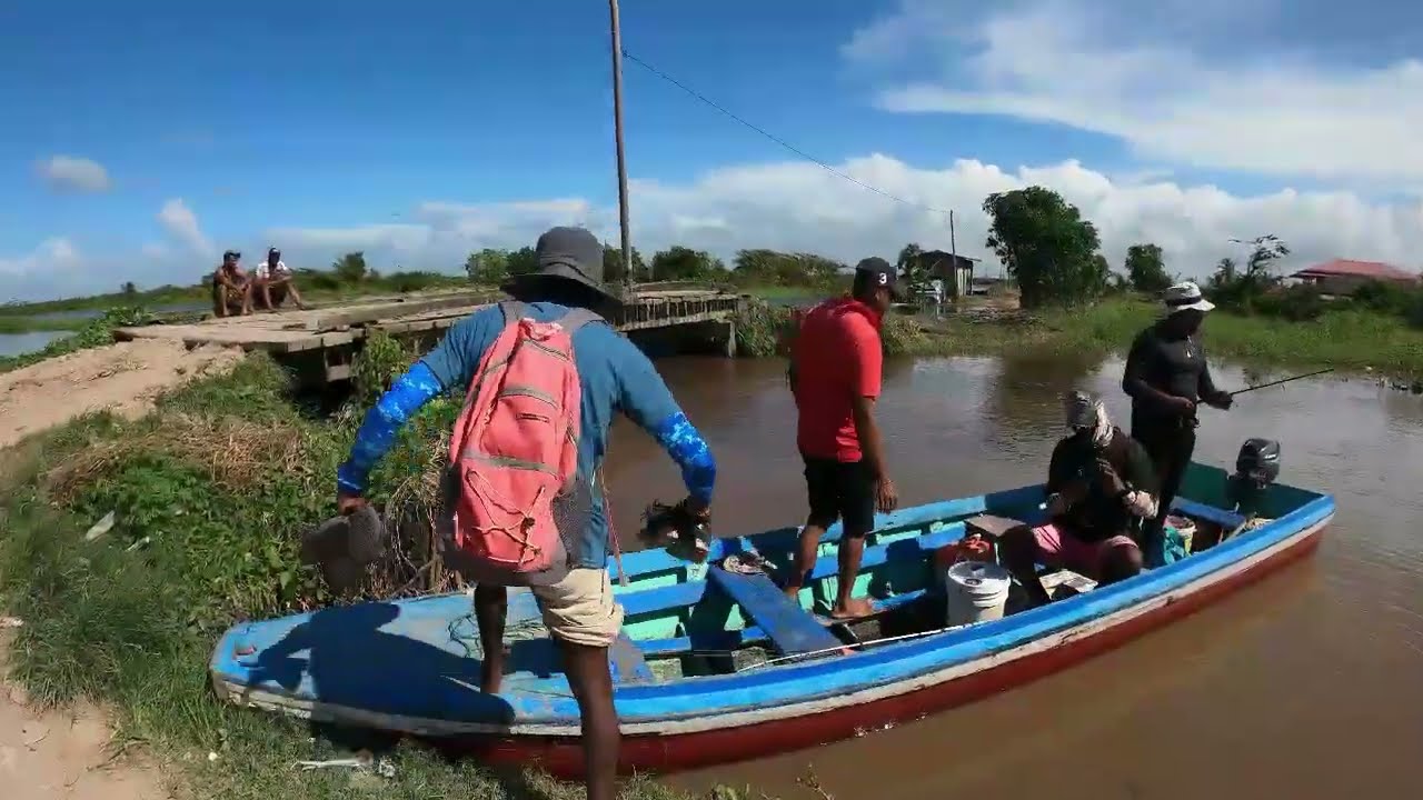 Tarpon (cuffum) Fishing in Mahaica Guyana. - YouTube