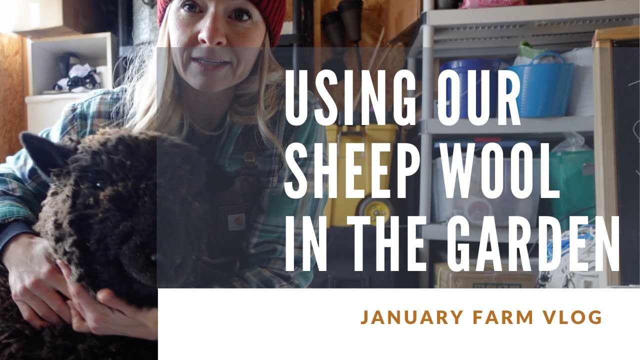 January farm vlog: Naughty sheep, shed organizing, and wool in soil ...