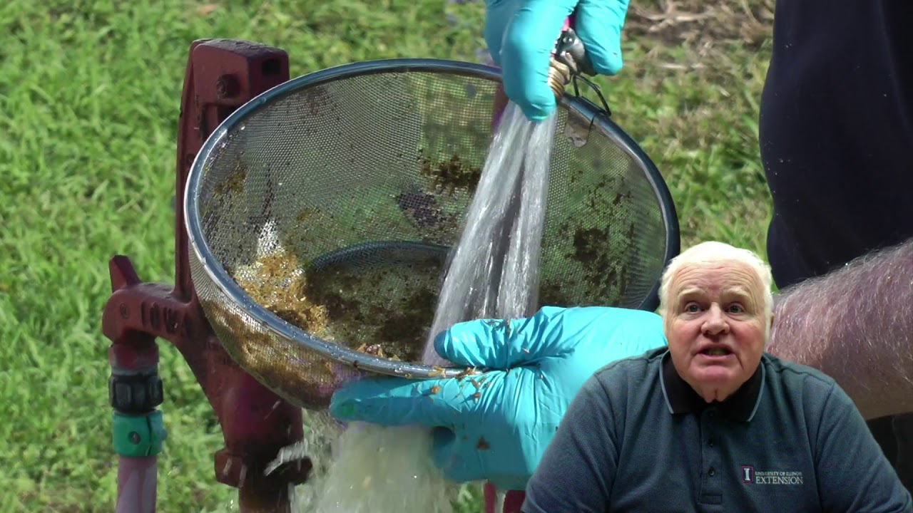 Washing Manure - YouTube