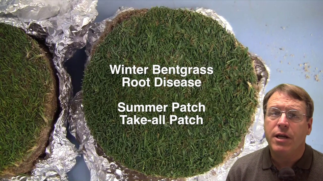 Summer patch on bentgrass - YouTube