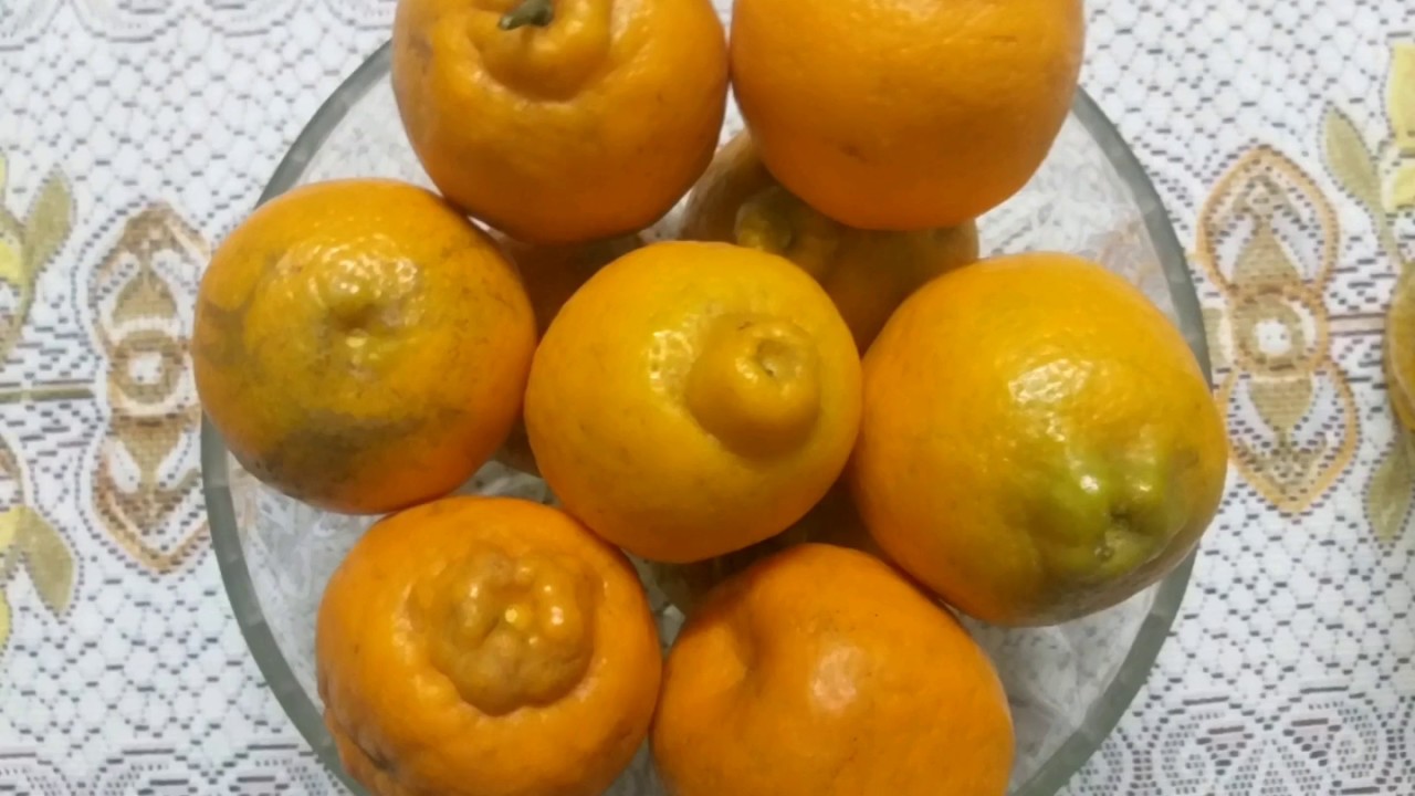 కమల పండు ఉపయోగాలు (Orange fruit benefits) - YouTube