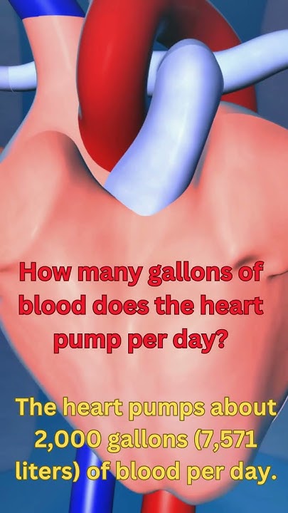 How many gallons of blood does the heart pump per day? #shorts - YouTube